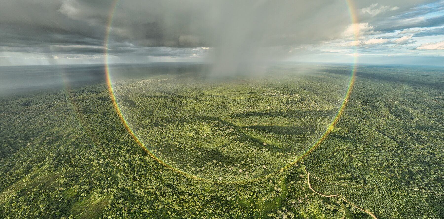 Forests Hold Massive Carbon Storage Potential If We Cut Emissions